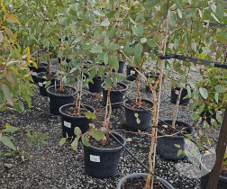 Eucalyptus microcarpa - Grey Box, Western Grey Box - Trees - Speciality ...