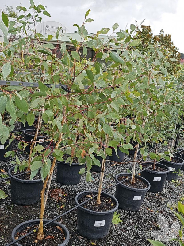 Eucalyptus microcarpa - Grey Box, Western Grey Box – Trees - Speciality ...