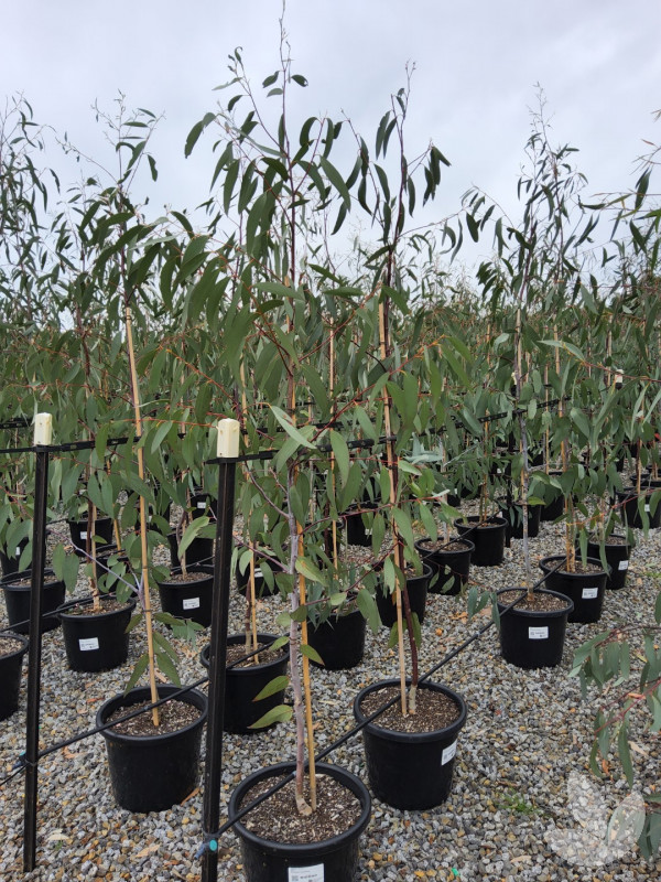 Eucalyptus pauciflora - Snow Gum - Trees - Speciality Trees