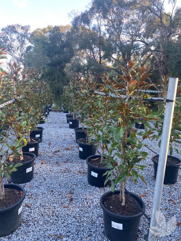 Magnolia grandiflora 'Kay Parris' - Kay Parris Magnolia (evergreen ...