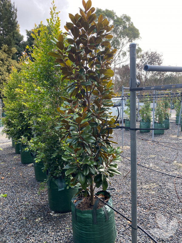 Magnolia grandiflora 'Teddy Bear' ™ - Teddy Bear Magnolia (evergreen ...