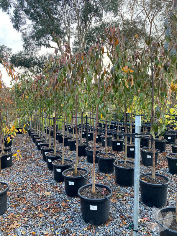 Prunus serrulata 'Cheals Weeping' (weeping standard) - Flowering Cherry ...