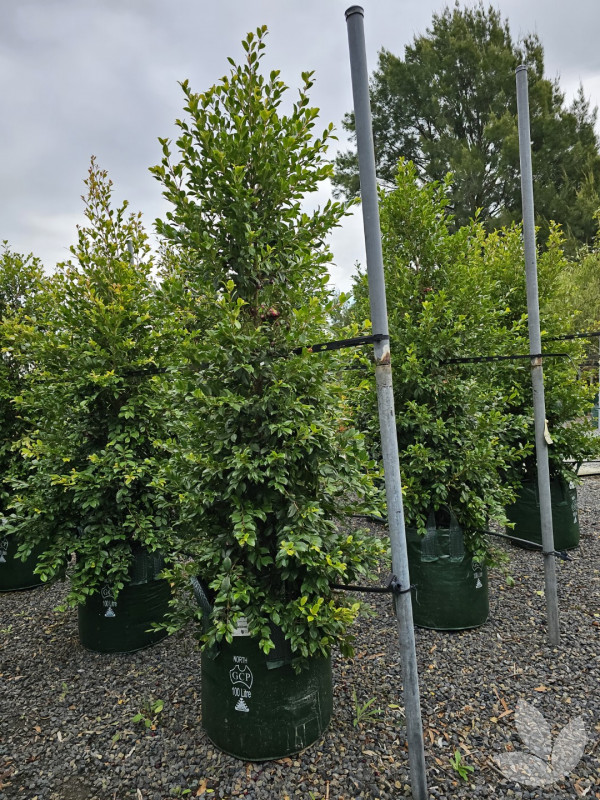 Syzygium australe 'Backyard Bliss' - Backyard Bliss Lilly Pilly – Trees ...