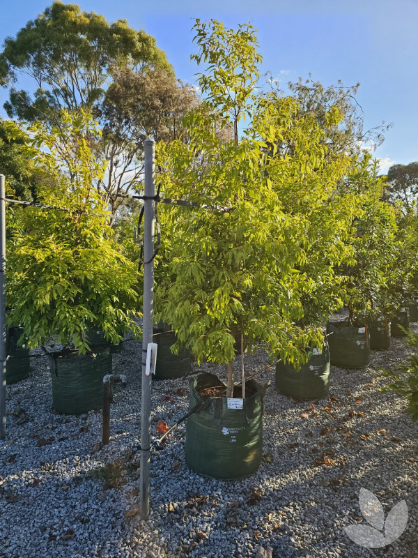 Waterhousea floribunda 'ST1' Whisper - Weeping Lilly Pilly – Trees ...