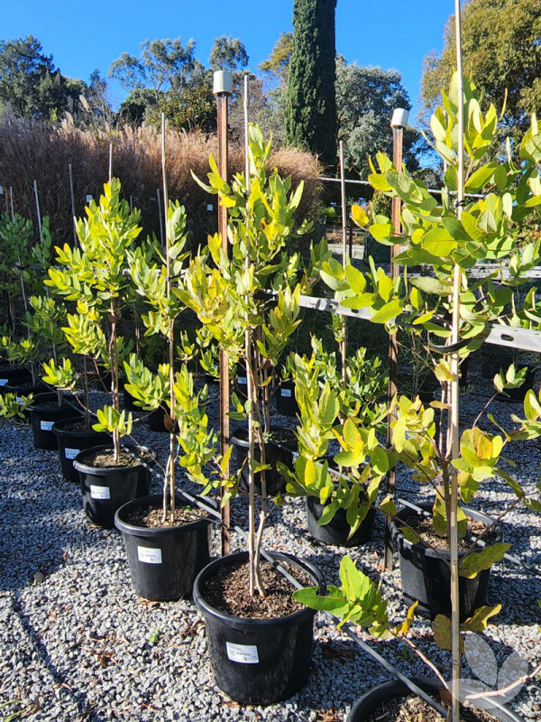 Angophora hispida - Dwarf Apple Gum - Trees - Speciality Trees