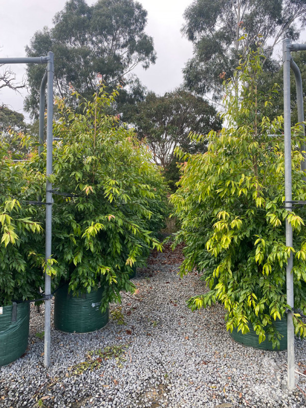 Waterhousea floribunda 'ST1' Whisper - Weeping Lilly Pilly – Trees ...