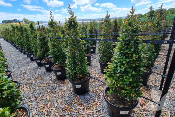 Syzygium australe 'Cherry Bomb' - Cherry Bomb Lilly Pilly Tree - Trees ...