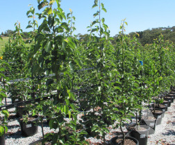 Pyrus calleryana 'Capital' - Capital Ornamental Pear Tree - Trees ...