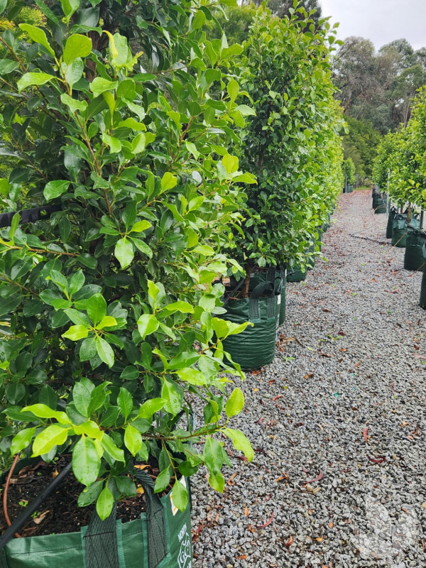 Ficus microcarpa hillii 'Flash' - Flash Ornamental Fig - Trees ...