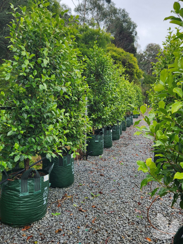 Ficus microcarpa hillii 'Flash' – Trees - Speciality Trees