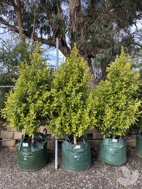 Ficus microcarpa hillii 'Flash' – Trees - Speciality Trees