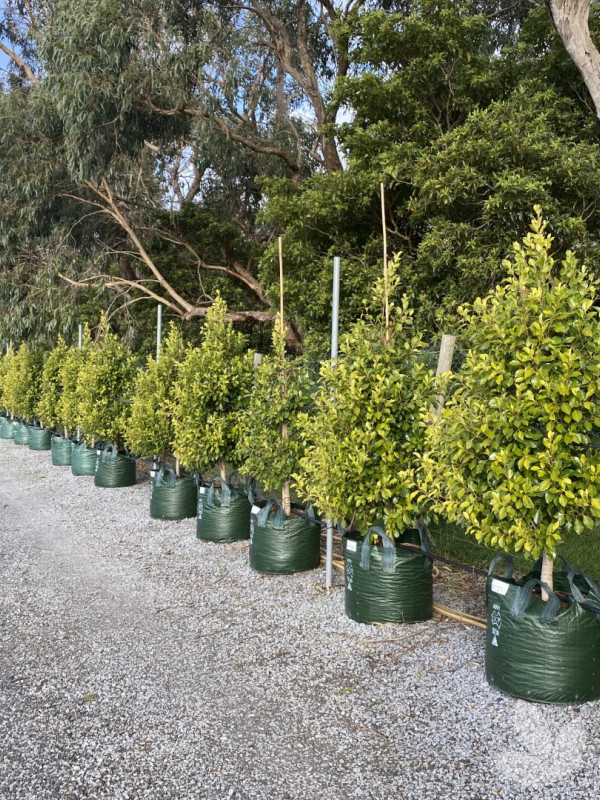 Ficus microcarpa hillii 'Flash' – Trees - Speciality Trees