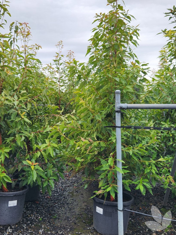 Lophostemon confertus - Queensland Brush Box – Trees - Speciality Trees