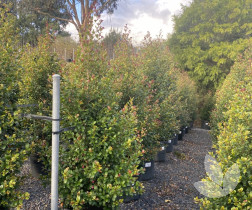 Syzygium australe 'Cherry Bomb' - Cherry Bomb Lilly Pilly - Trees ...