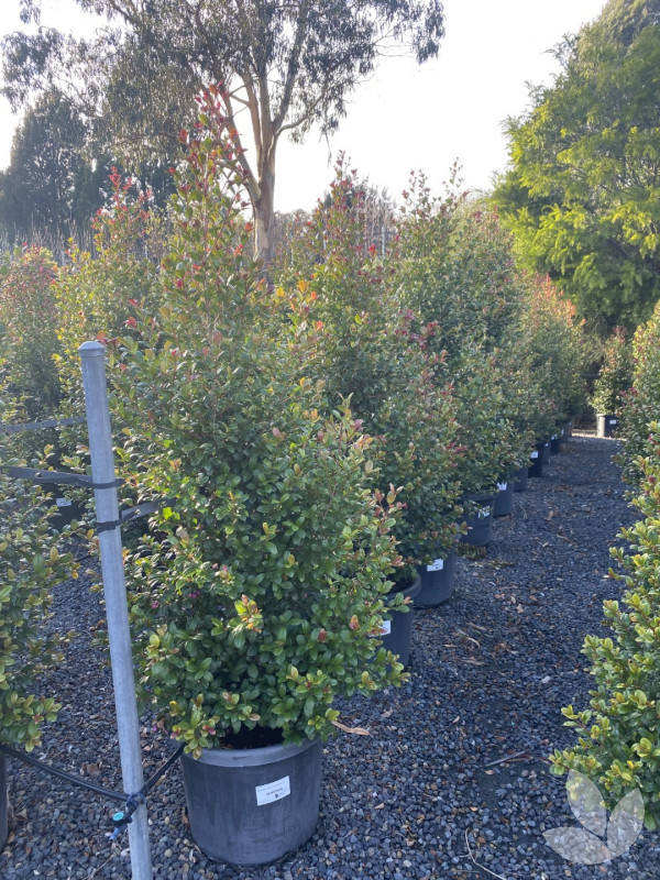 Syzygium australe 'Cherry Bomb' – Trees - Speciality Trees