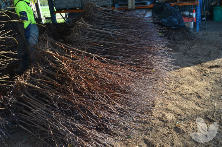 Bareroot Production - Speciality Trees