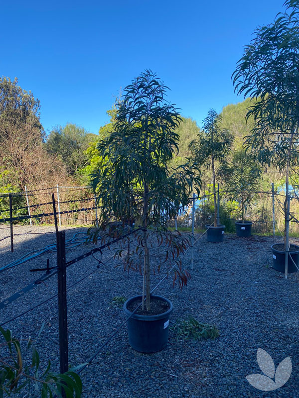 Acacia implexa - Lightwood, Hickory Wattle - Trees - Speciality Trees