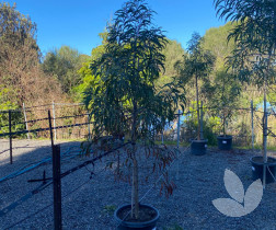 Acacia implexa - Lightwood, Hickory Wattle - Trees - Speciality Trees
