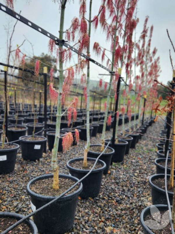 Lavender-twigged Purple Leaf Box Elder - Speciality Trees