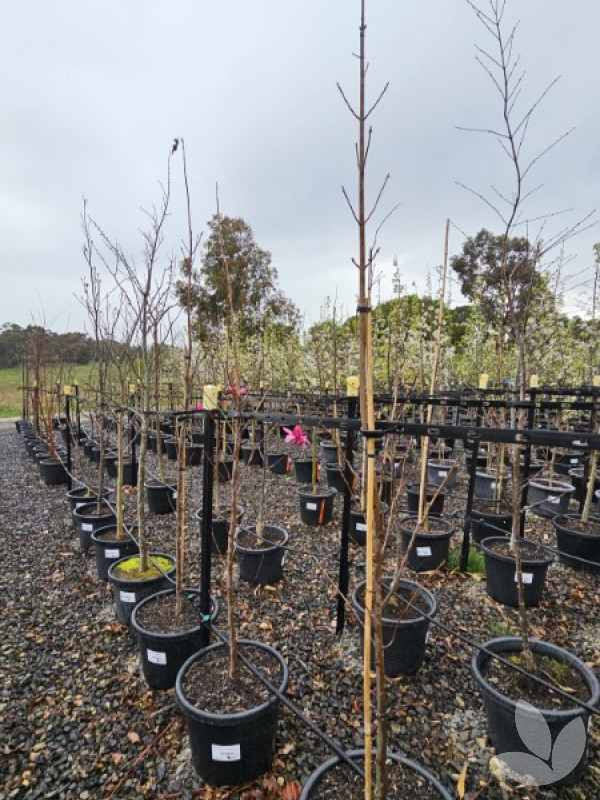 Acer saccharinum 'Pyramidale' - Pyramidal Silver Maple - Trees ...