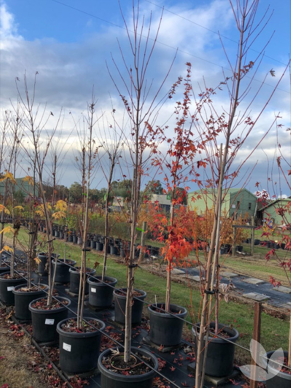 Acer saccharinum 'Pyramidale' - Pyramidal Silver Maple - Trees ...