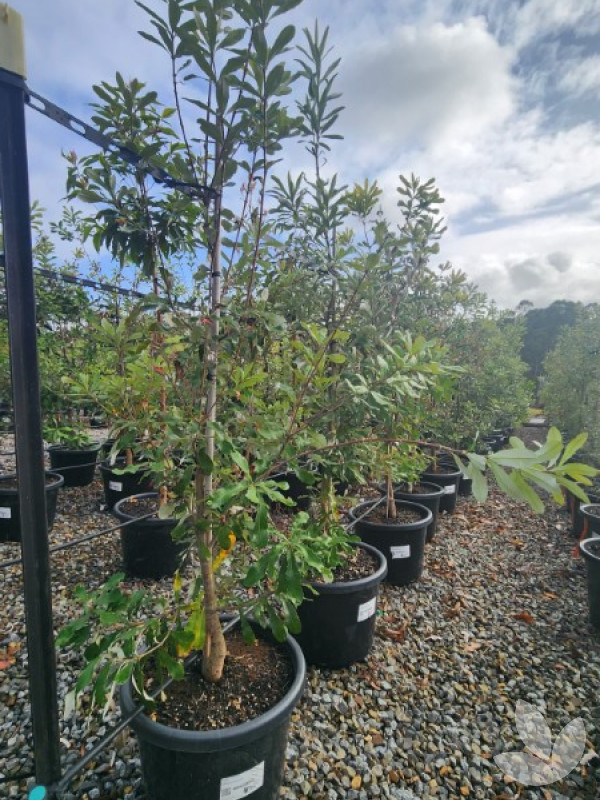 Banksia integrifolia - Coastal Banksia - Trees - Speciality Trees