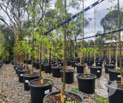 Betula pendula dalecarlica - Cut Leaf Birch - Trees - Speciality Trees