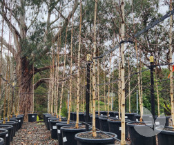 Betula pendula 'Moss White' - Moss White Silver Birch - Trees ...