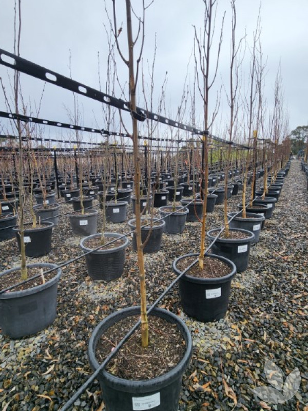 Betula pendula fastigiata - Upright Silver Birch - Trees - Speciality Trees