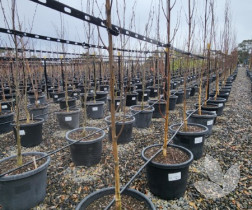 Betula pendula fastigiata - Upright Silver Birch - Trees - Speciality Trees