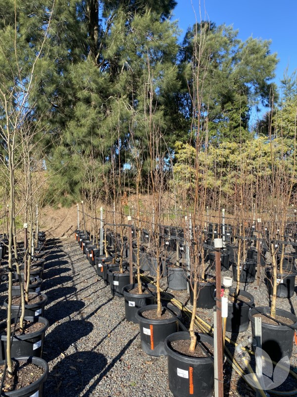 Betula pendula fastigiata - Upright Silver Birch - Trees - Speciality Trees