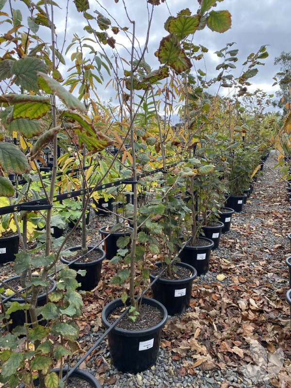 Corylus avellana 'Barcelona' - Barcelona Hazelnut - Trees - Speciality ...