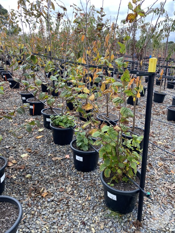 Corylus avellana 'Turkish Cosford' - Turkish Cosford Hazelnut - Trees ...