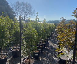 Ficus microcarpa hillii 'Flash' - Flash Ornamental Fig - Trees ...