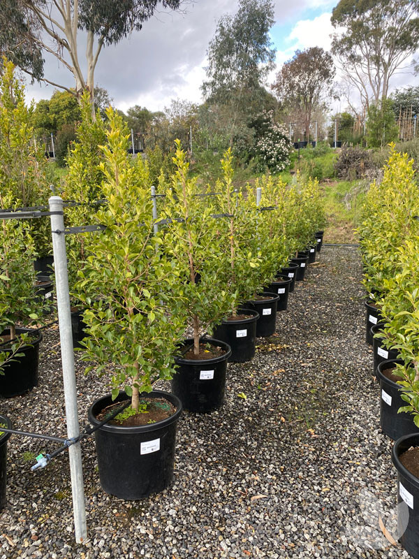 Ficus microcarpa hillii 'Flash' - Flash Ornamental Fig - Trees ...