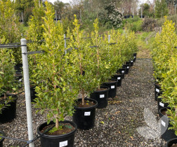 Ficus microcarpa hillii 'Flash' - Flash Ornamental Fig - Trees ...