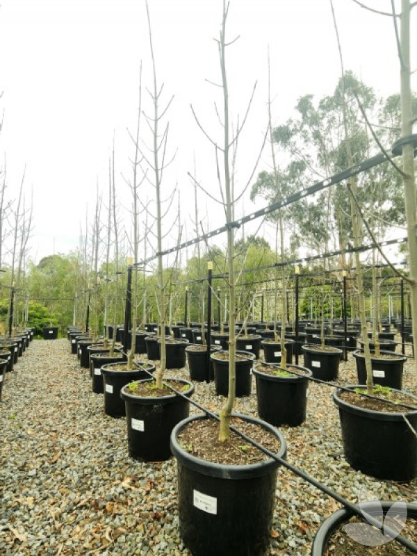 Fraxinus pennsylvanica 'Cimmzam' - Cimmaron Ash - Trees - Speciality Trees