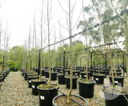 Fraxinus pennsylvanica 'Cimmzam' - Cimmaron Ash - Trees - Speciality Trees