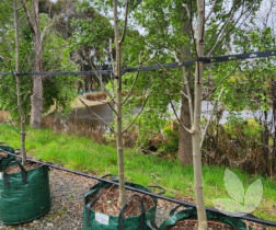 Fraxinus pennsylvanica 'Cimmzam' - Cimmaron Ash - Trees - Speciality Trees