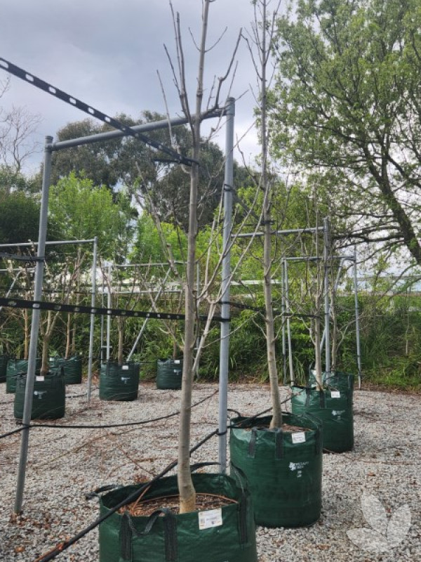 Fraxinus pennsylvanica 'Cimmzam' - Cimmaron Ash - Trees - Speciality Trees