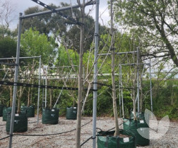 Fraxinus pennsylvanica 'Cimmzam' - Cimmaron Ash - Trees - Speciality Trees