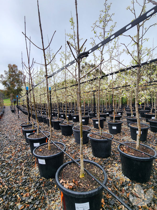 Fraxinus pennsylvanica 'Urbdell' - Urbanite Ash – Trees - Speciality Trees