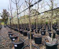 Fraxinus pennsylvanica 'Urbdell' - Urbanite Ash - Trees - Speciality Trees