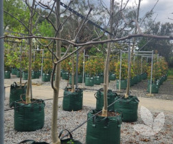 Fraxinus pennsylvanica 'Urbdell' - Urbanite Ash - Trees - Speciality Trees