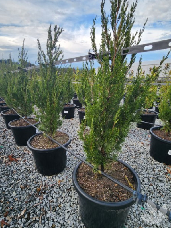 Juniperus chinensis 'Spartan' - Green Spartan Juniper - Trees ...