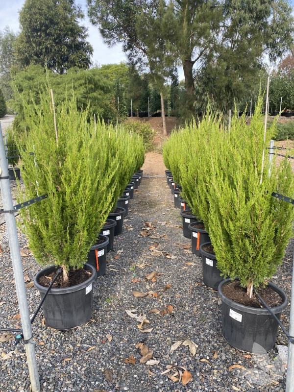 Juniperus chinensis 'Spartan' - Green Spartan Juniper - Trees ...
