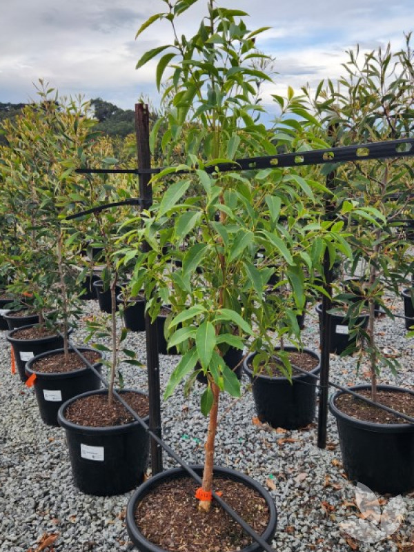 Lophostemon confertus - Queensland Brush Box - Trees - Speciality Trees