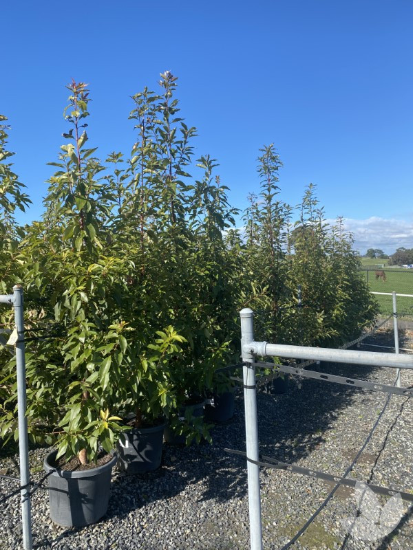 Lophostemon confertus - Queensland Brush Box - Trees - Speciality Trees