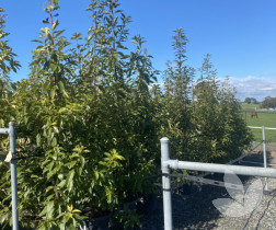 Lophostemon confertus - Queensland Brush Box - Trees - Speciality Trees