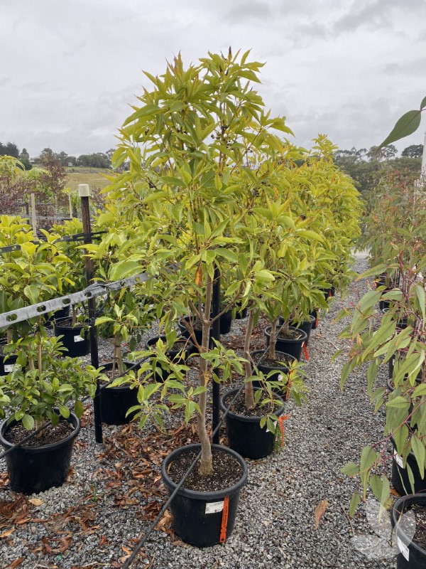 Lophostemon confertus 'ST2' - Compact Queensland Brush Box - Trees ...
